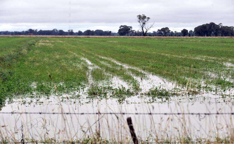 Coping with wet paddocks | Riverine Herald