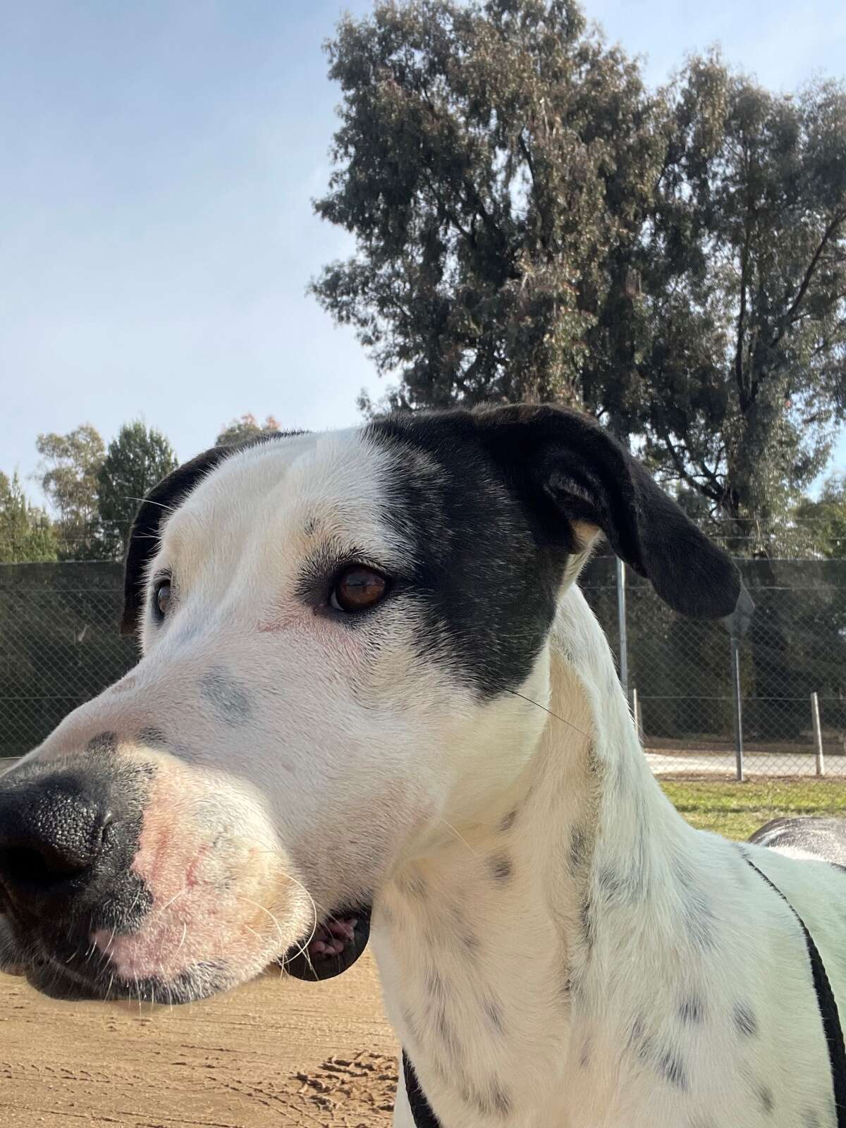 Furry friends looking for a forever home | Cobram Courier
