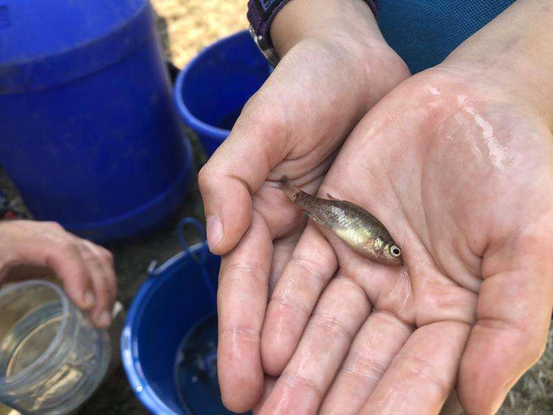 Greta group protects native fish | Shepparton News