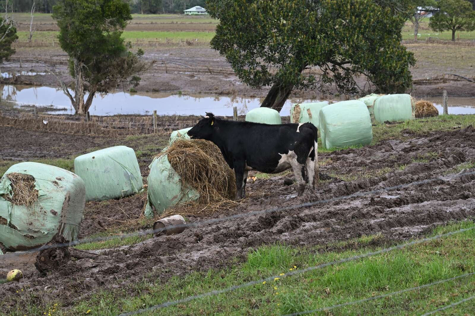Farmers waiting on flood grants | Dairy News Australia