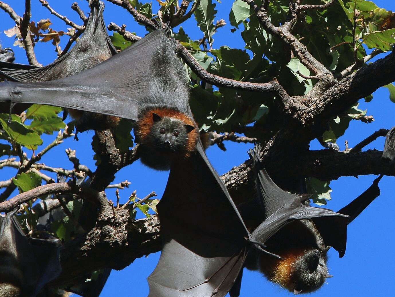 Keep encounters with flying foxes fleeting | Country News