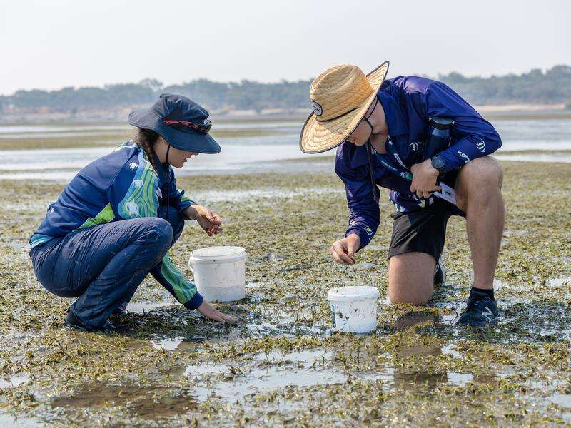 Vast seagrass nursery to rejuvenate wild Reef meadows | Kyabram Free Press