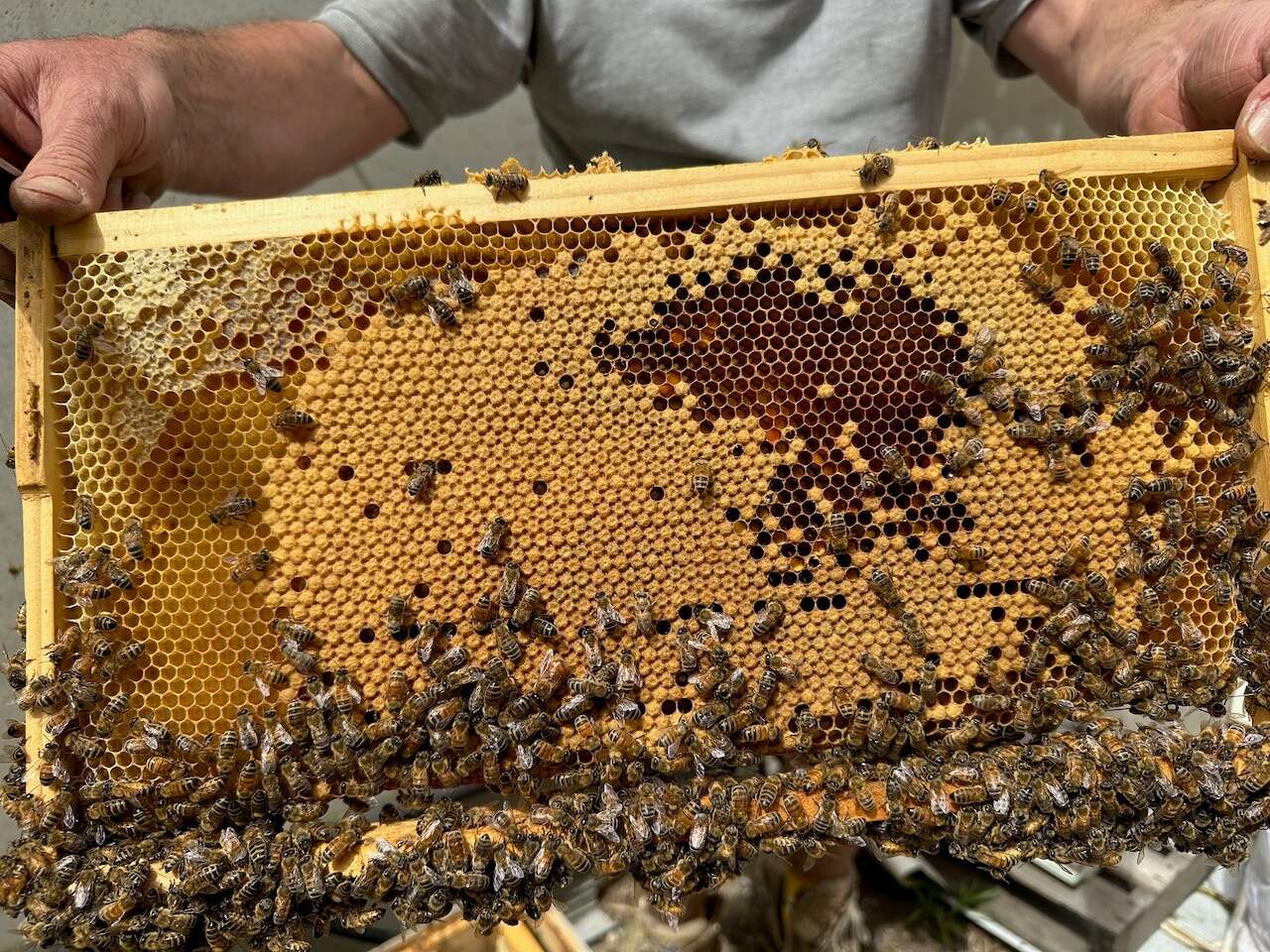 The bee’s knees of beekeeping | Dairy News Australia