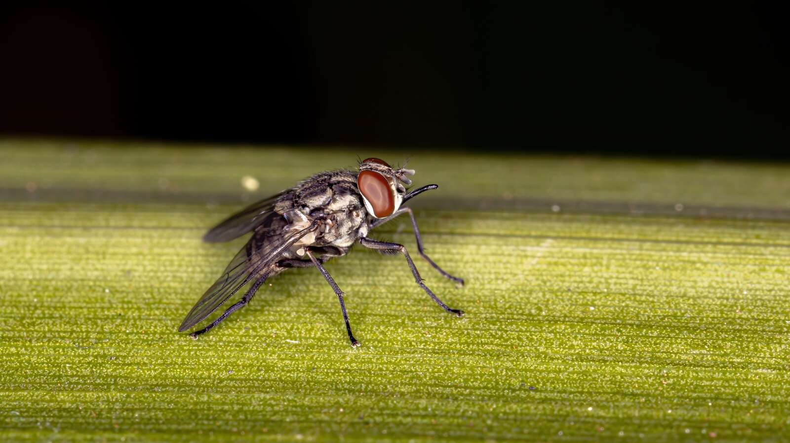 Winning the battle against flies on dairy farms | Dairy News Australia