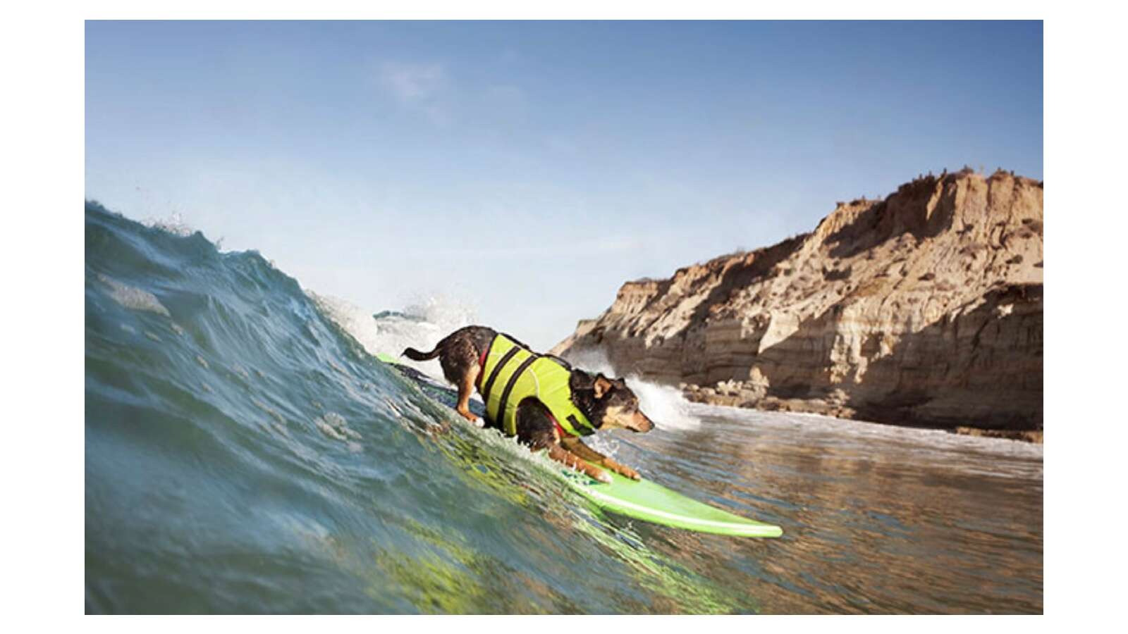 Where dogs dare: Apollo’s epic pyramid stunt | Shepparton News