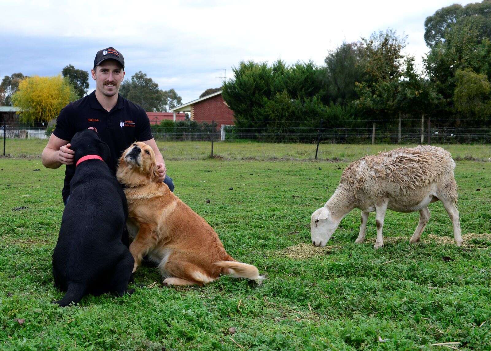 Rosie’s a ewe beaut sheep dog | Country News