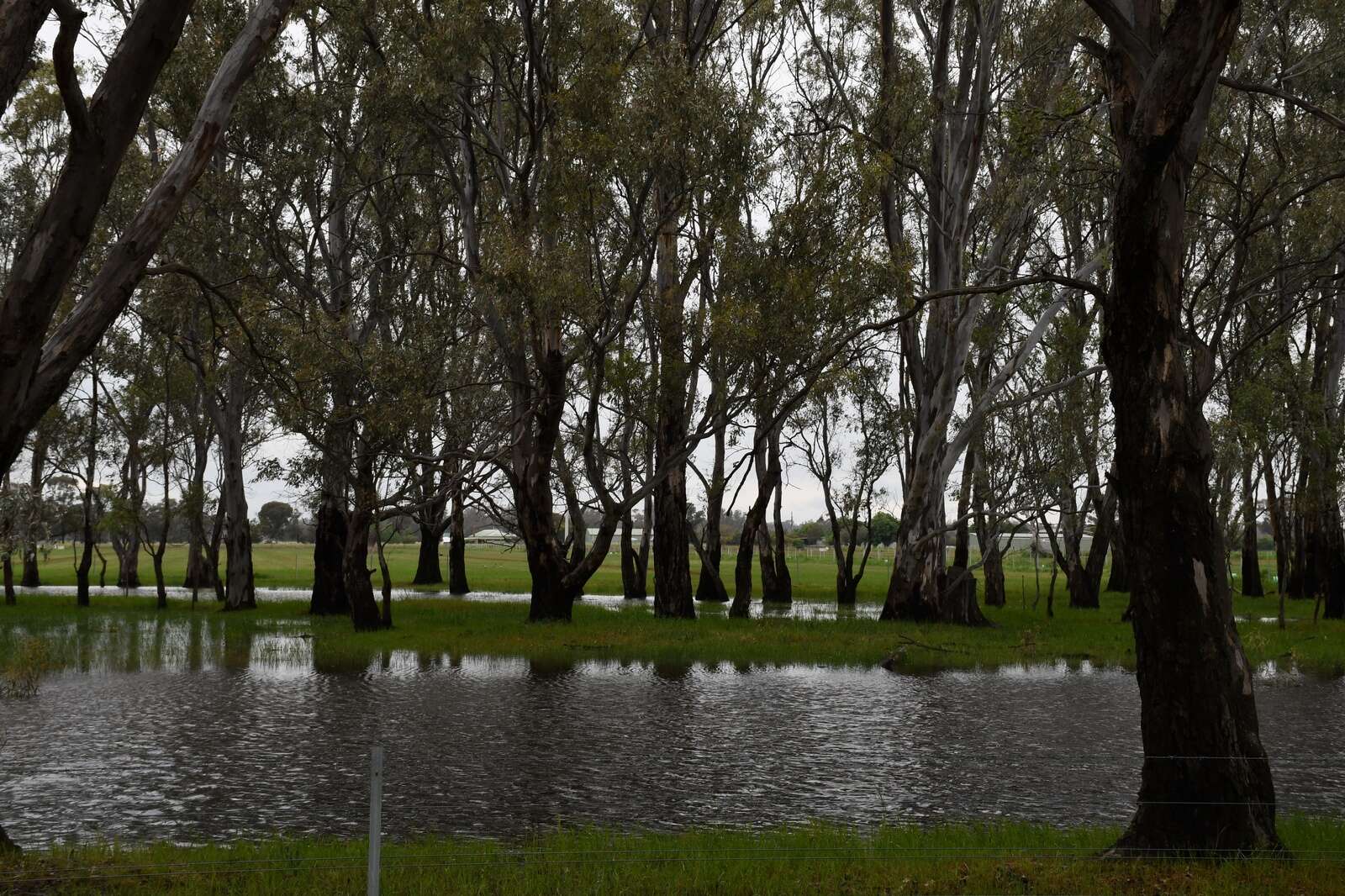 Goulburn River is rising | Shepparton News