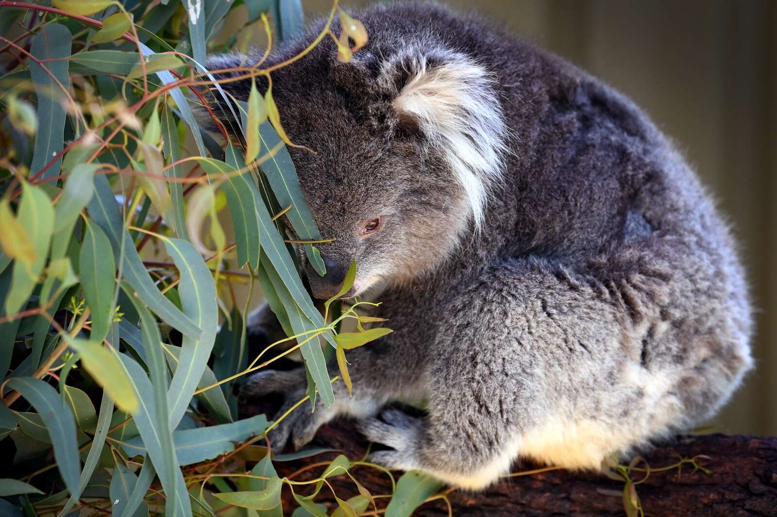 Day out at Kyabram Fauna Park | Shepparton News