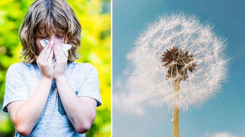 Staying safe in grass pollen season | Shepparton News