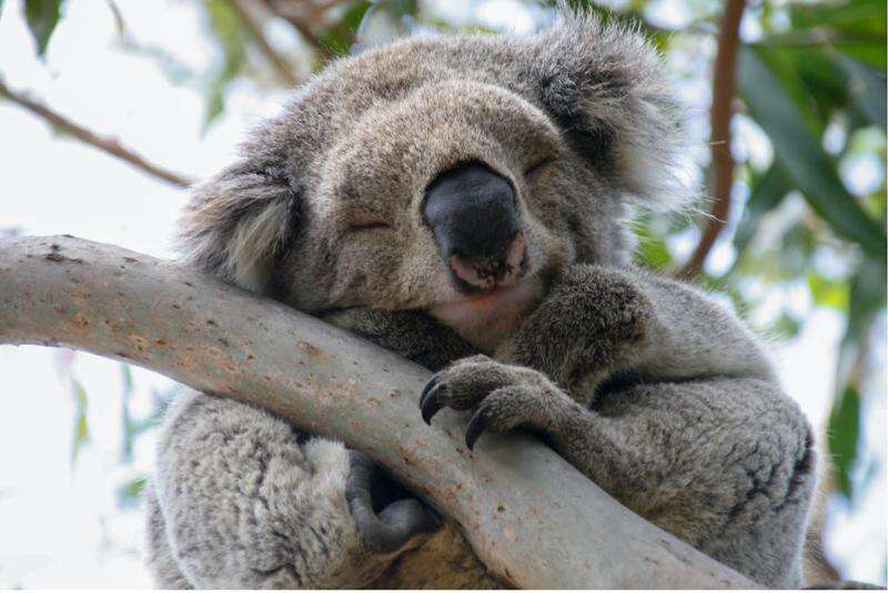 Saving koalas starts with science | Shepparton News