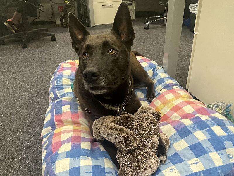 Vic dog shelters facing adoption slump | Kyabram Free Press