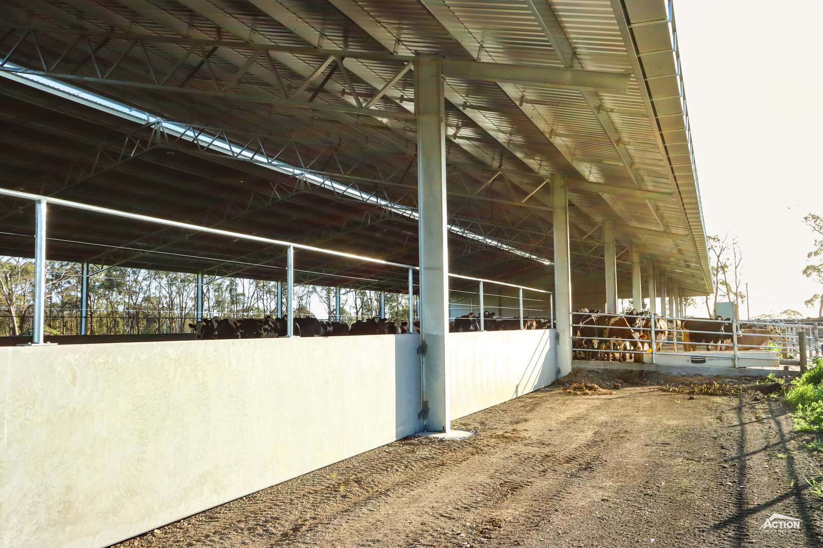 Loafing barns are the next big thing | Benalla Ensign