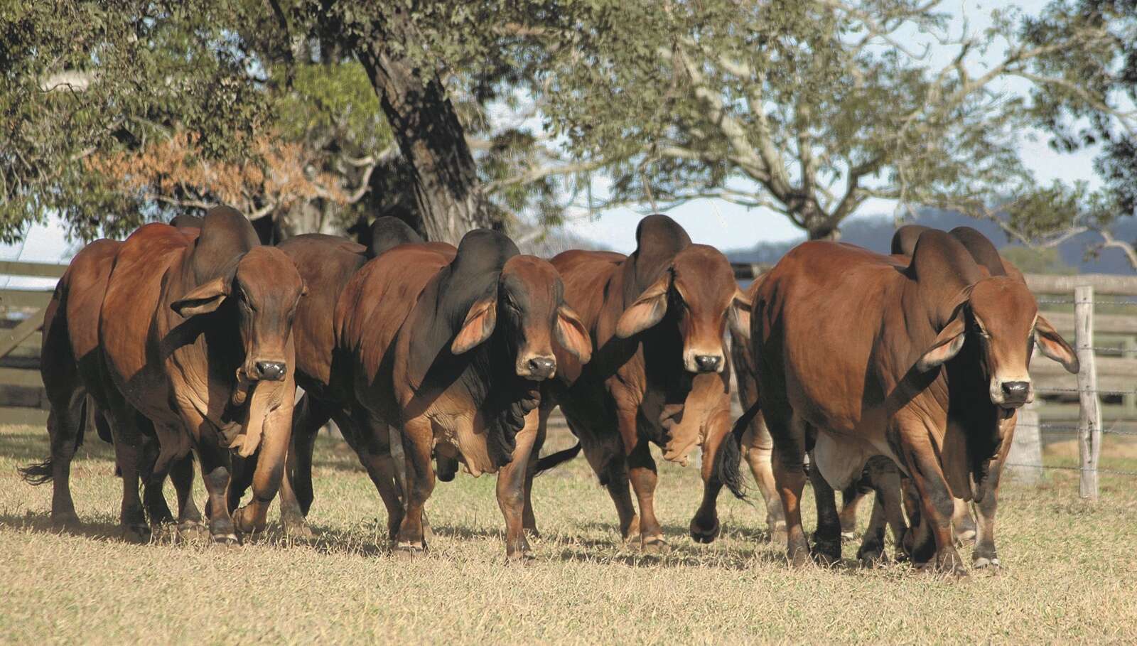 Brahman conquer the elements | Seymour Telegraph
