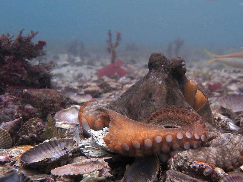 Wild octopuses 'throw' silt at each other | Country News