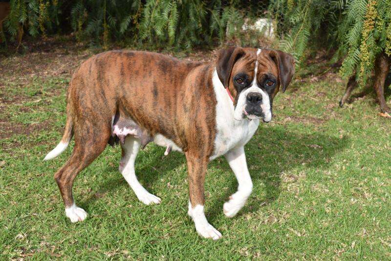 Doggie date was a real doozy | Country News