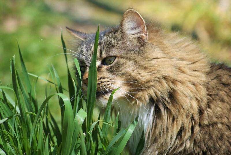 Adoption fee waived for adult cats | Benalla Ensign