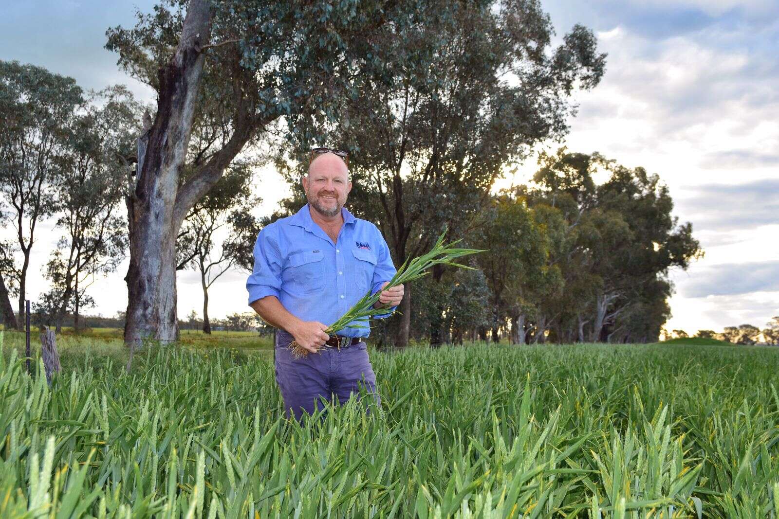 Border farmers in cropping trial | Deniliquin Pastoral Times