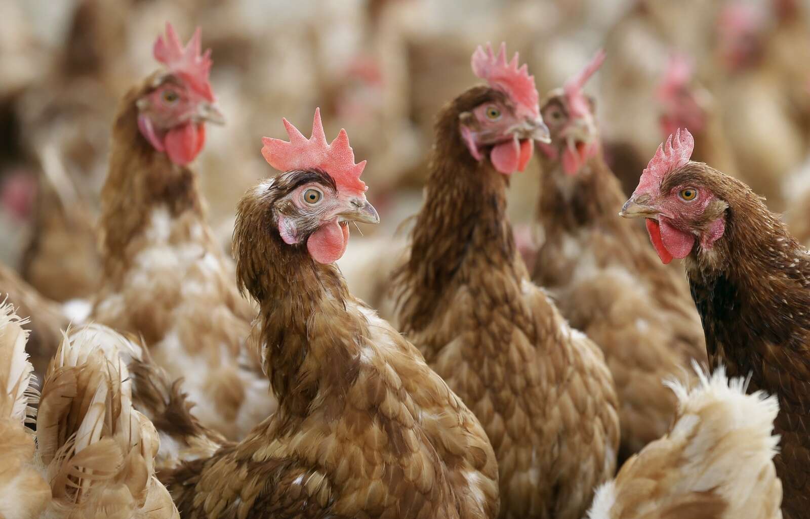 Protecting chicken meat | Dairy News Australia