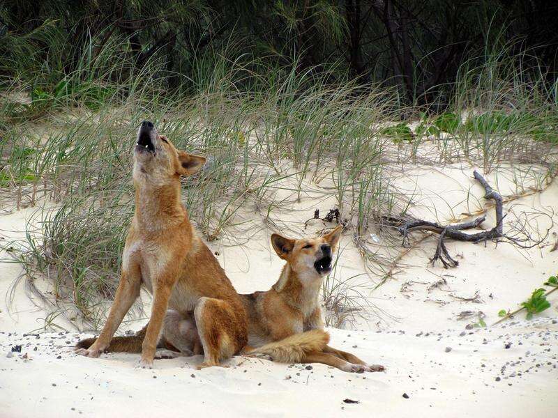 Euthanised dingo underscores 'people problem' on K'gari | Country News