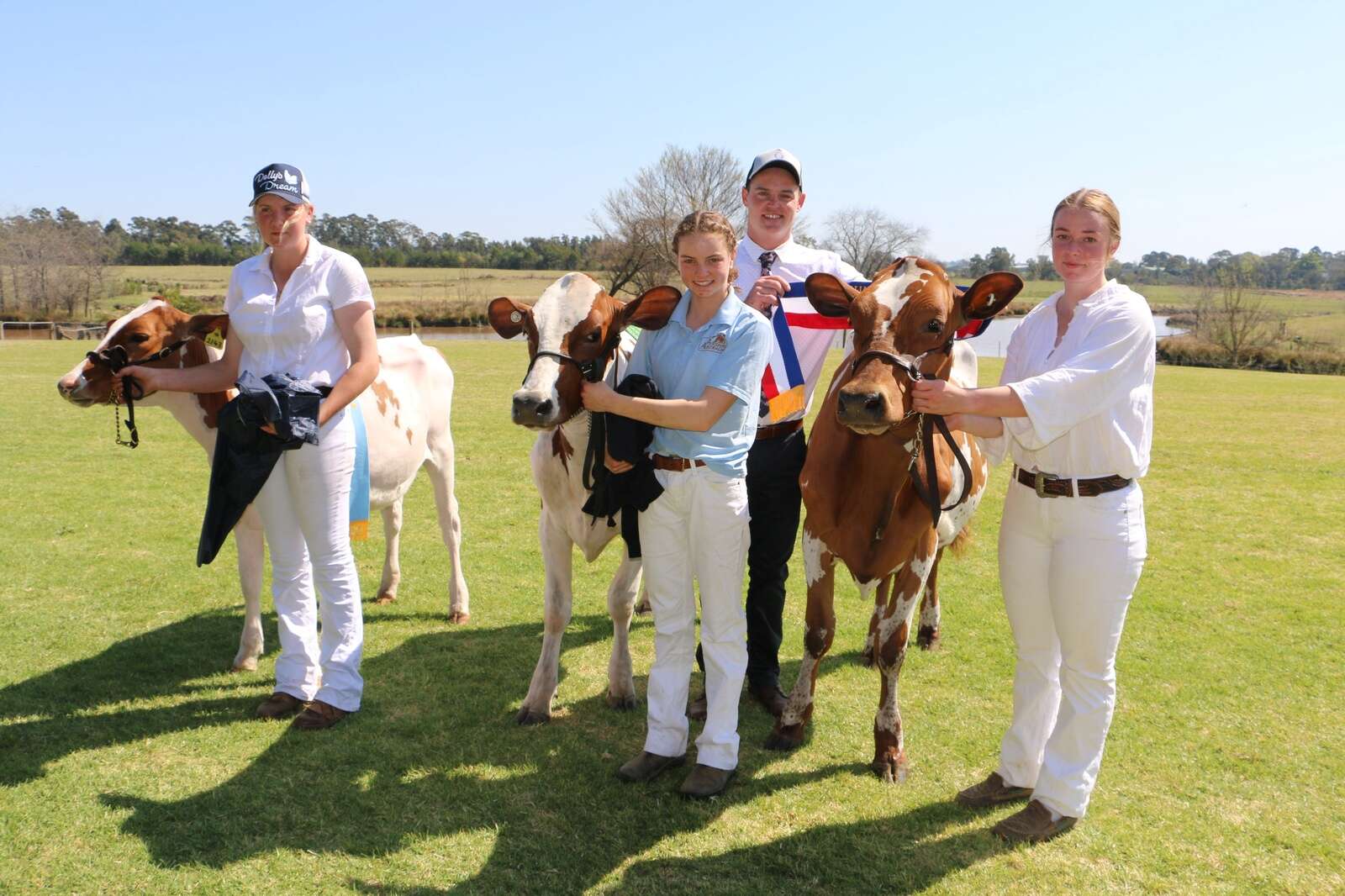 Calves are back in Camden | Seymour Telegraph