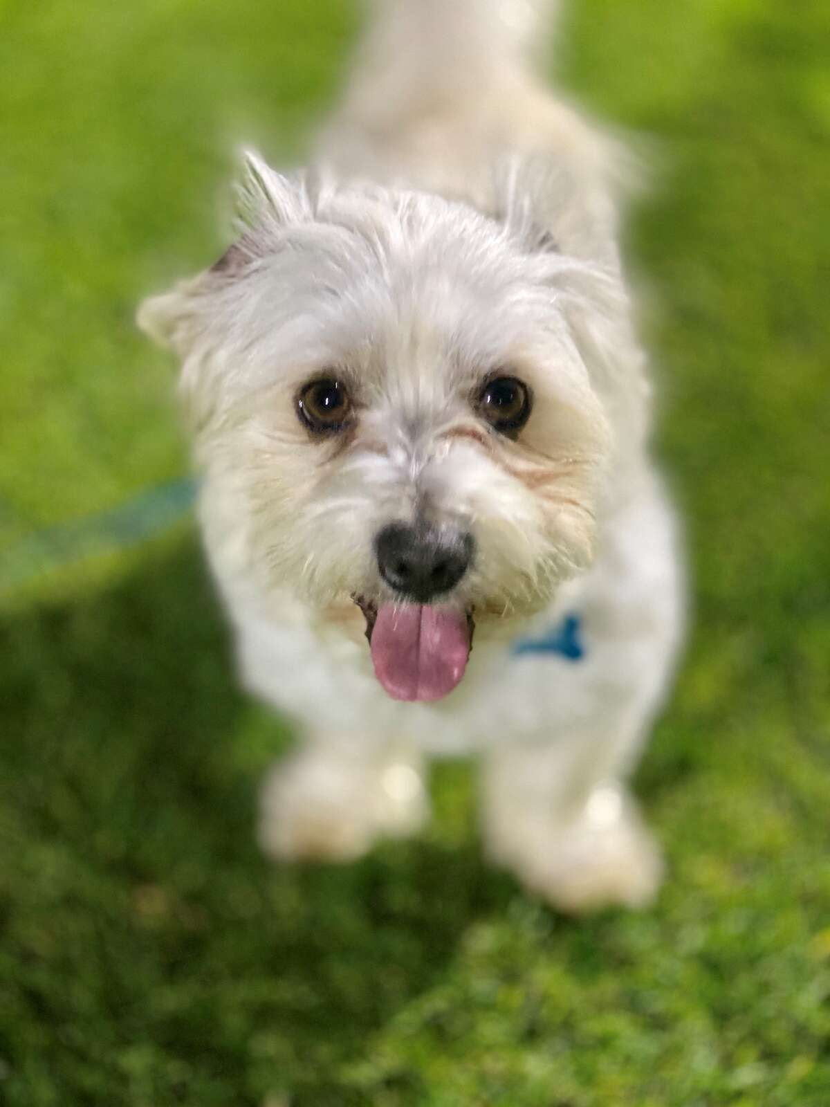 Dog returned to Melbourne after six-day ordeal | Country News