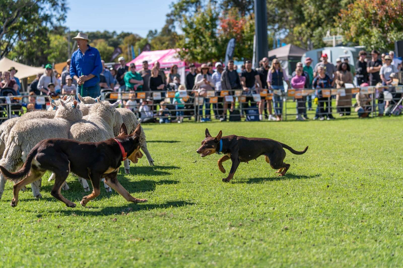 Beloka Kelpies showing best pups | Shepparton News
