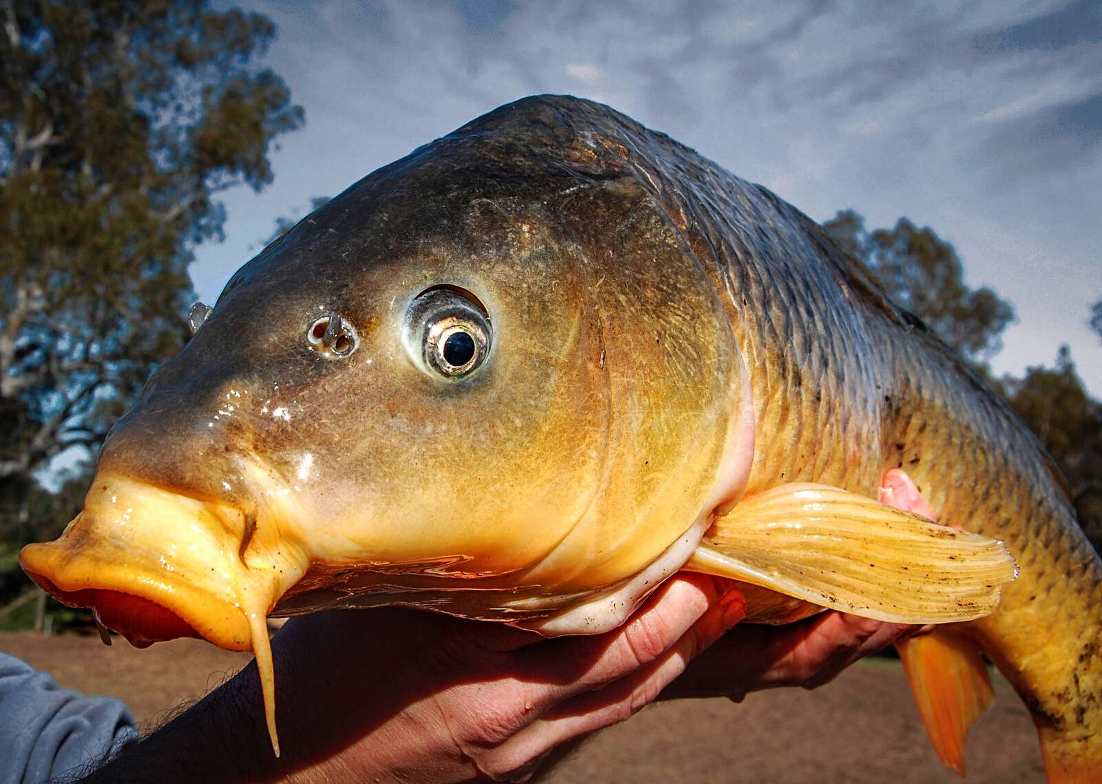 Fresh call to implement National Carp Program | Dairy News Australia