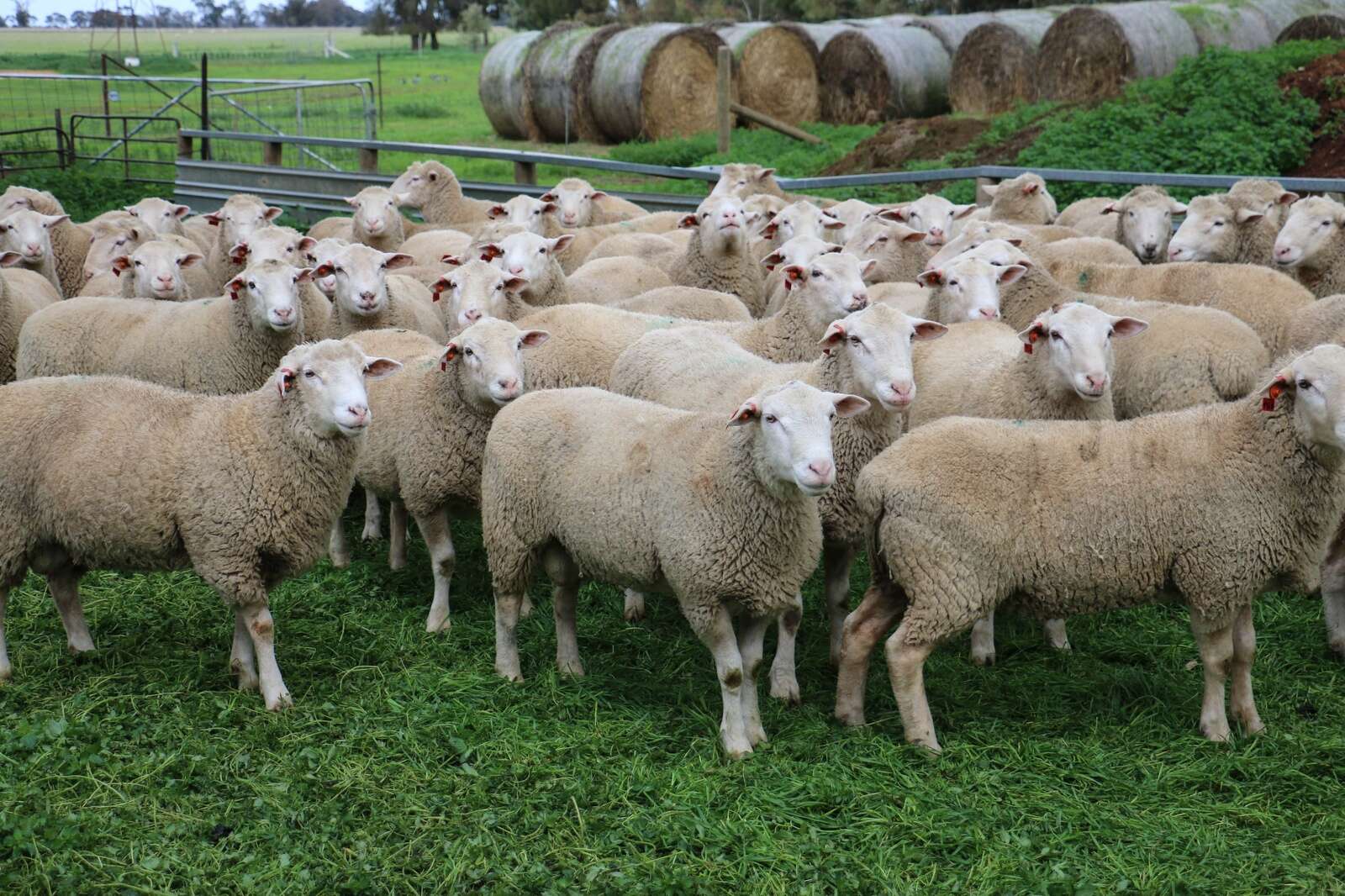 Optimising sheep health and maximising market specs | Country News