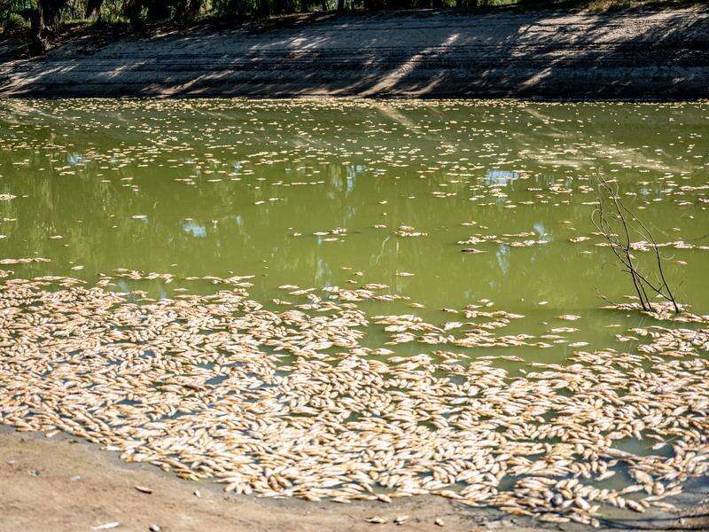 'Very high' risk of major summer fish kill in Darling | Kyabram Free Press