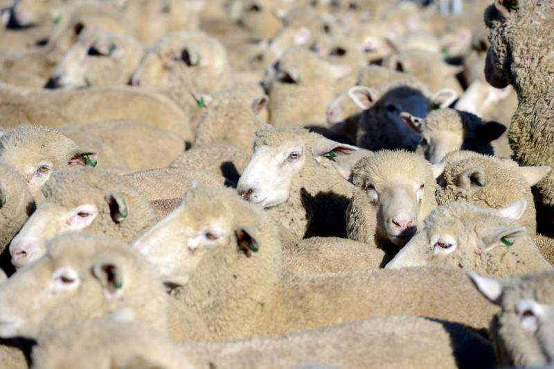 Lamb and mutton production records broken across the board | Benalla Ensign