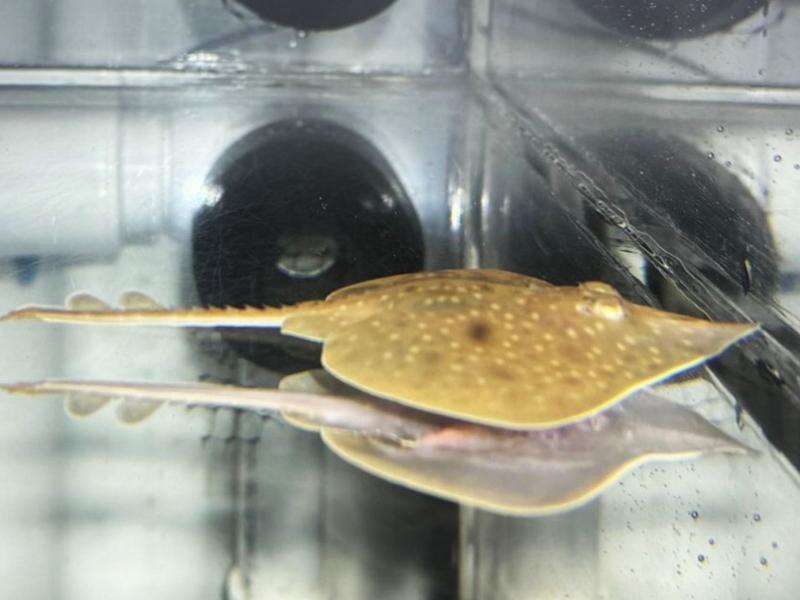 It's a girl! Milestone in fight to save ancient fish | Kyabram Free Press