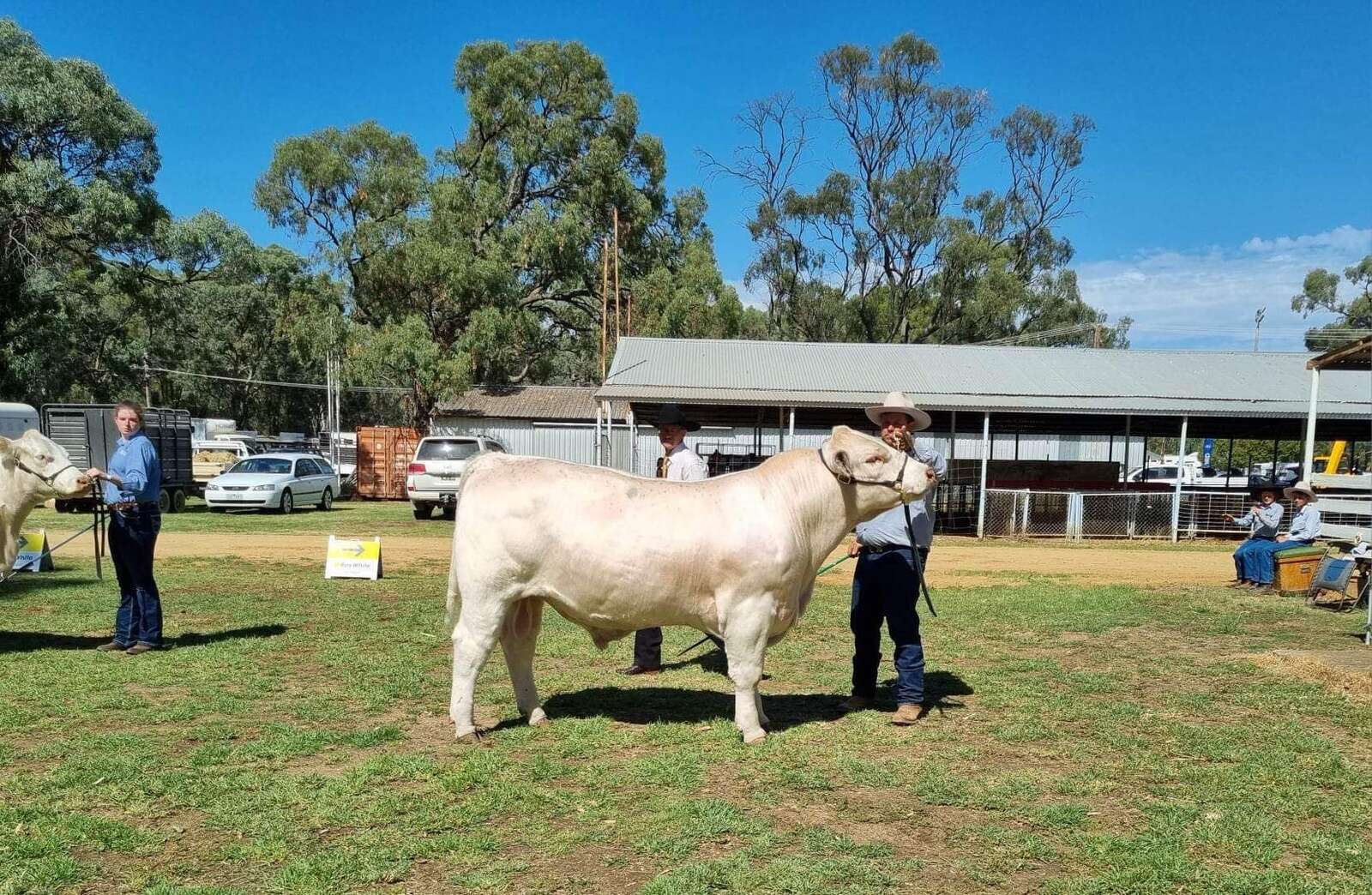 Mr Sydney is a grand old beast | Dairy News Australia