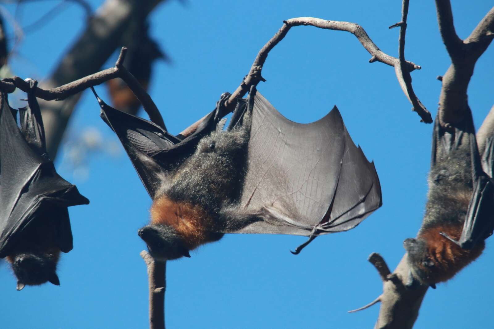 Hundreds of flying foxes die in Goulburn Valley | Shepparton News