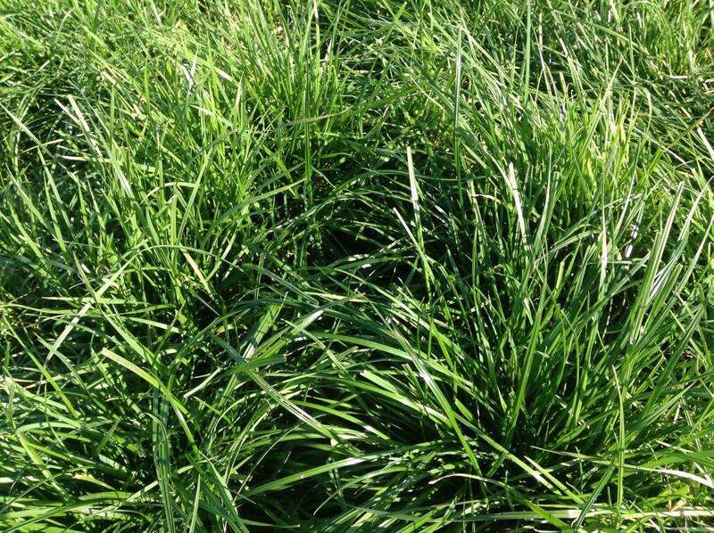 Choosing the right perennial rye-grass for your farm | Riverine Herald