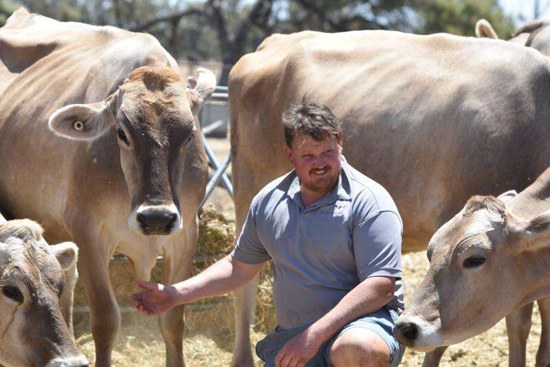 2020's top herds and best genetics released by DataGene | Dairy News ...