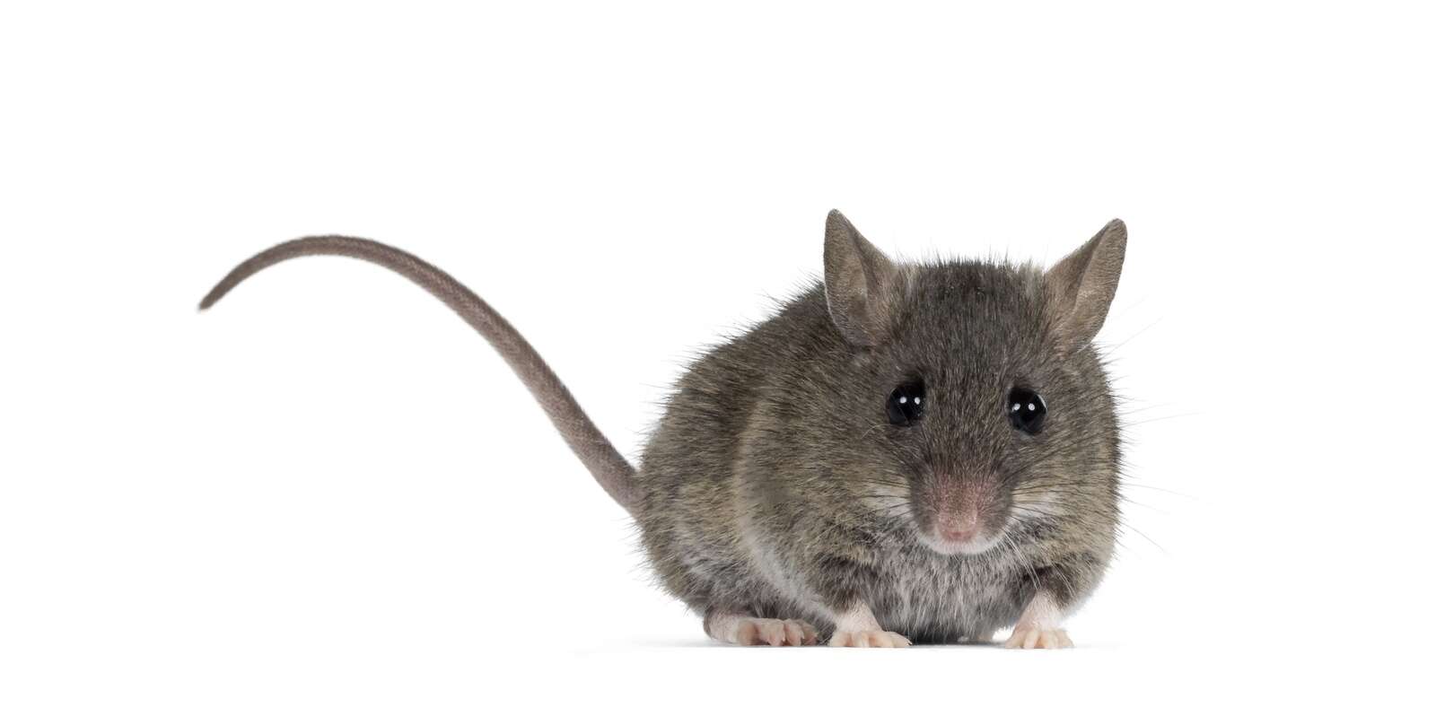 Report mouse pressure and support emergency permit application ...