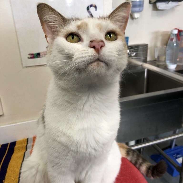 Adopt Mildred: affectionate cat ready for her forever home | Dairy News ...