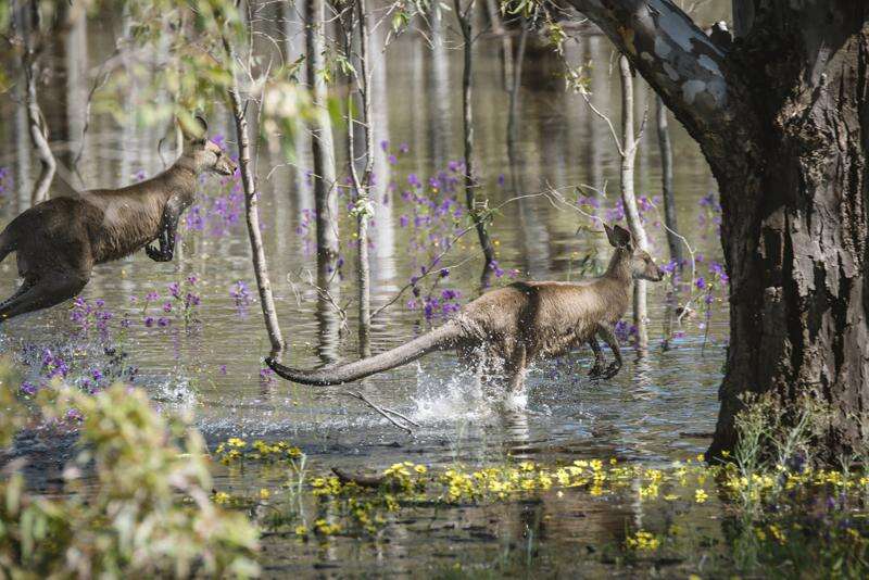Watering program for Millewa forest | Country News