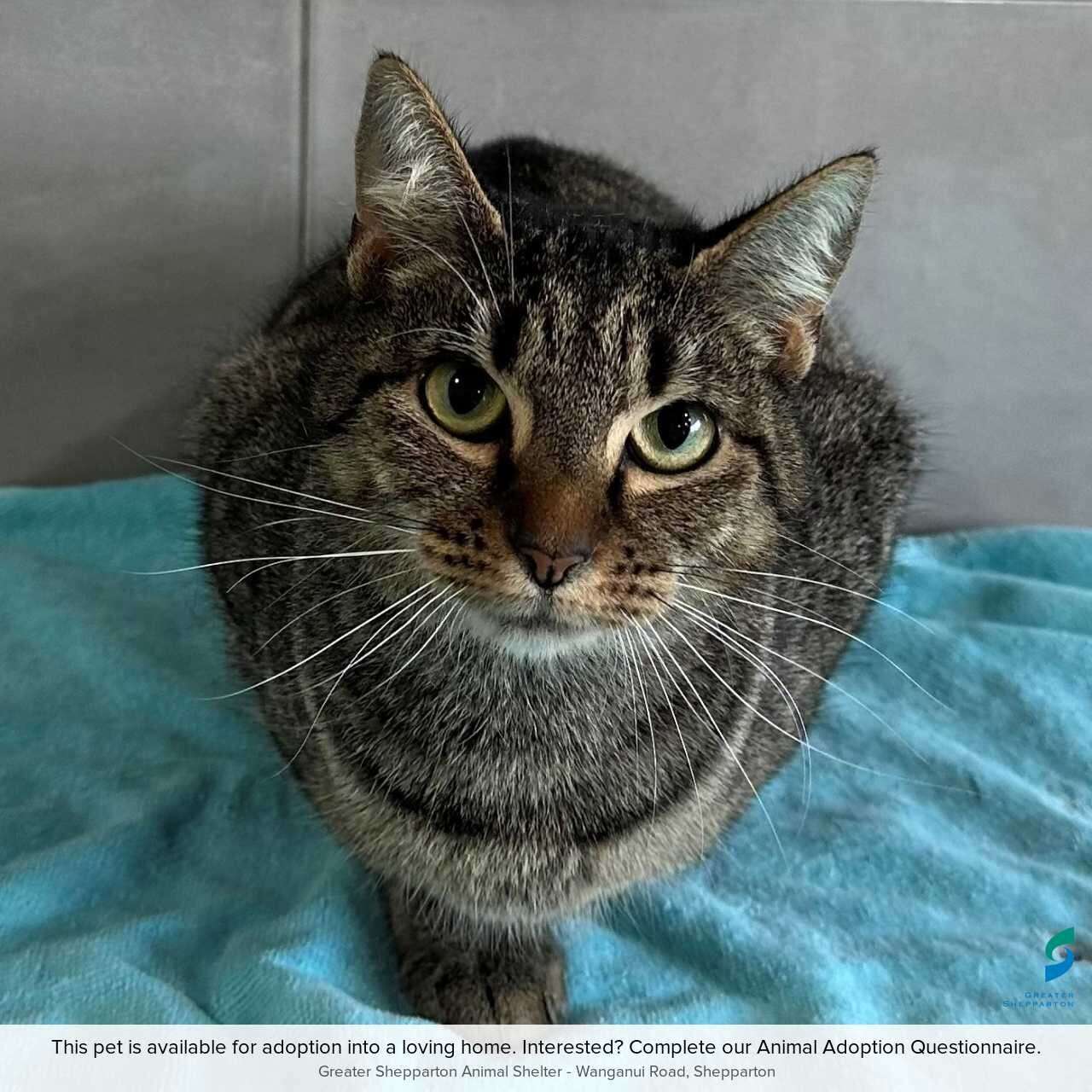Meet Olive: the friendliest tabby in town | Seymour Telegraph