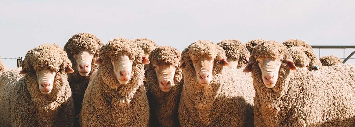 Merino exhibition to showcase good genes | Country News