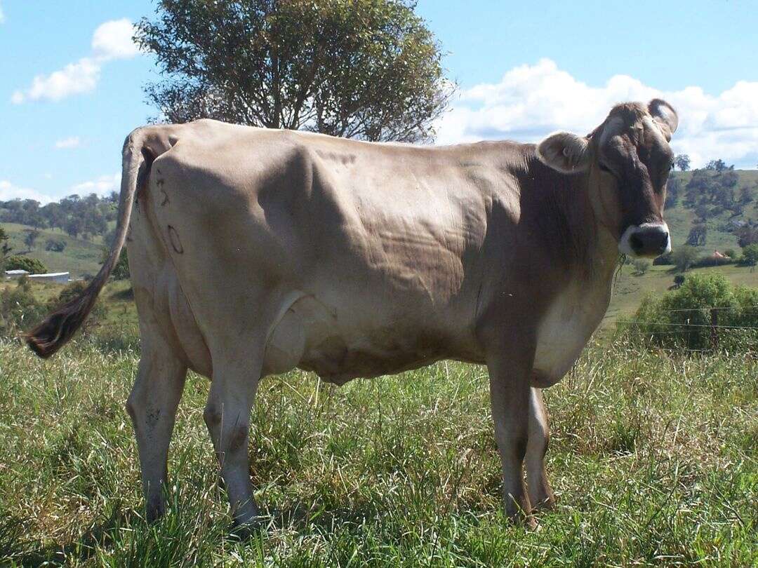 Plenty of swish Swiss misses | Dairy News Australia