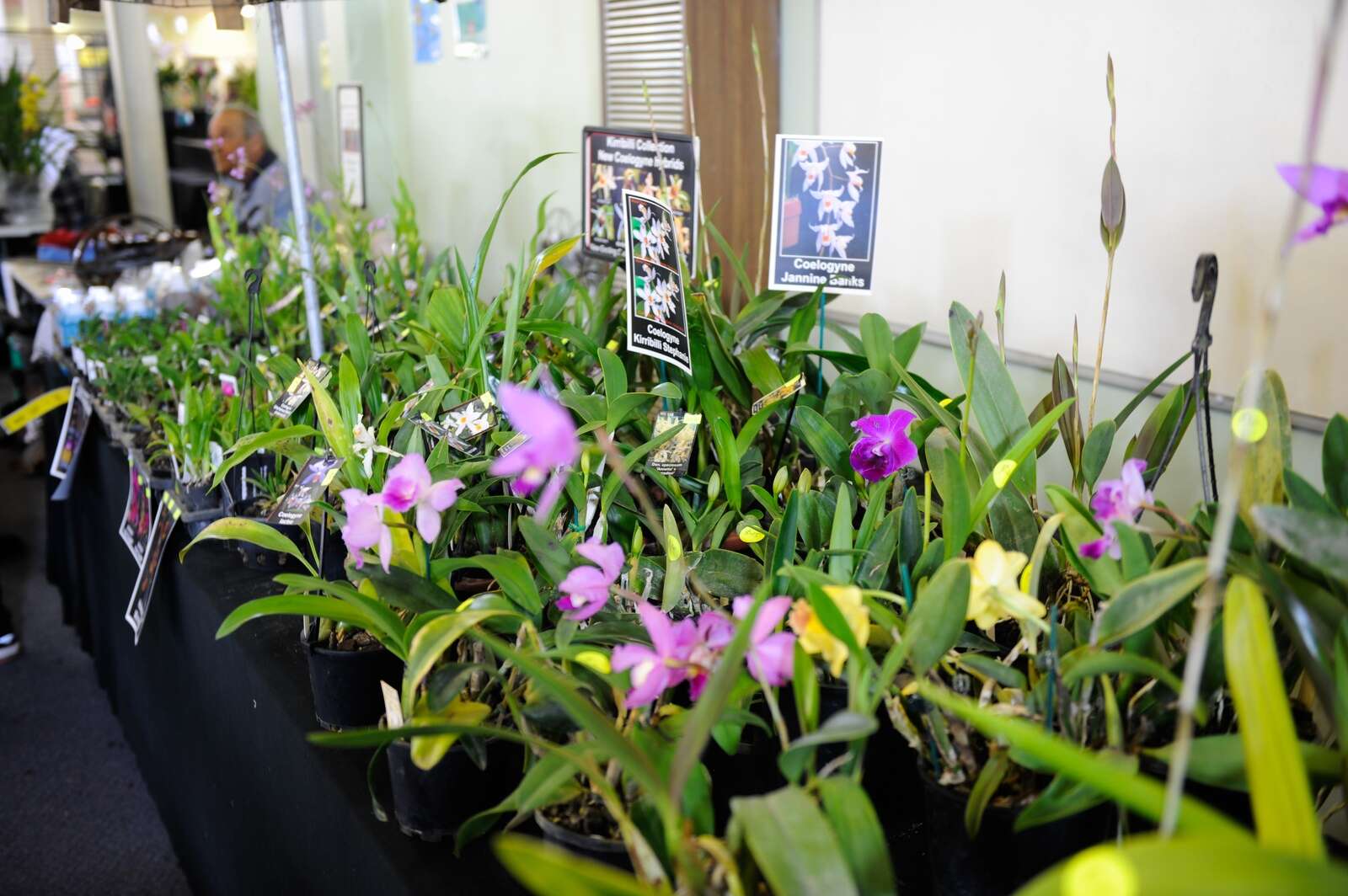 In awe of autumn orchids | Shepparton News