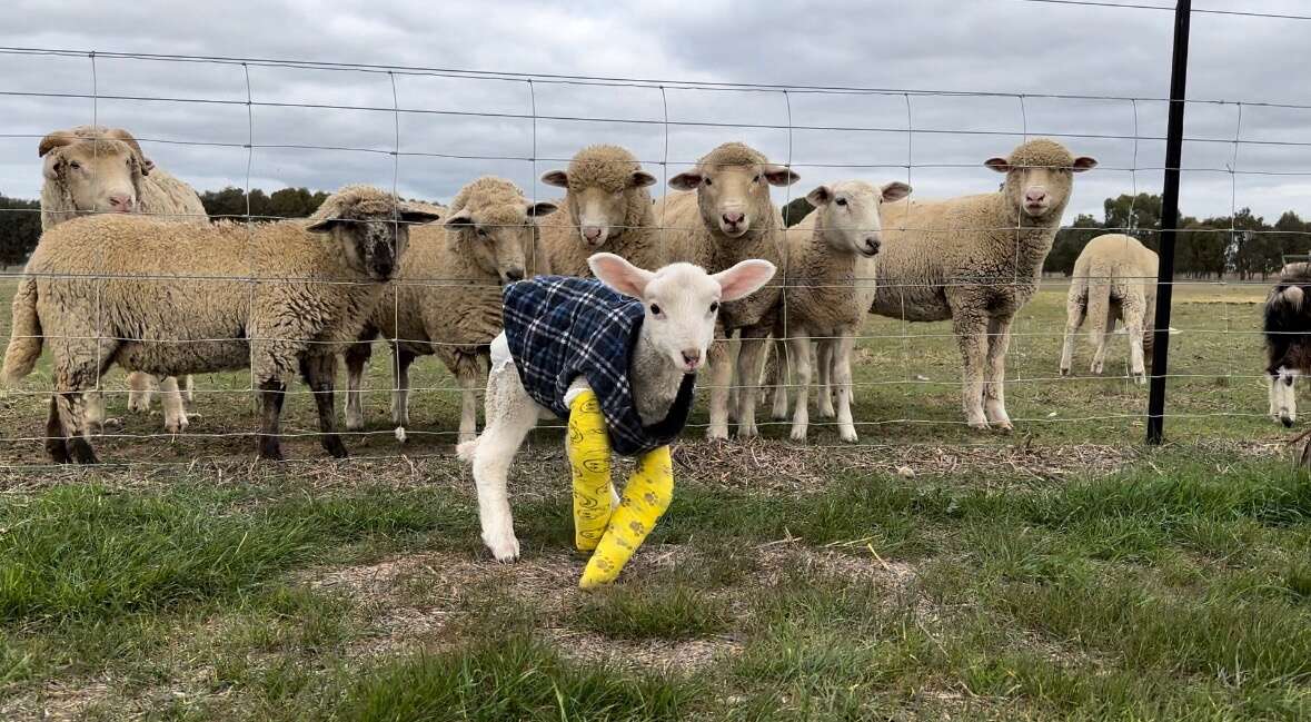 Meet the lamb with the courage of a lion | Shepparton News