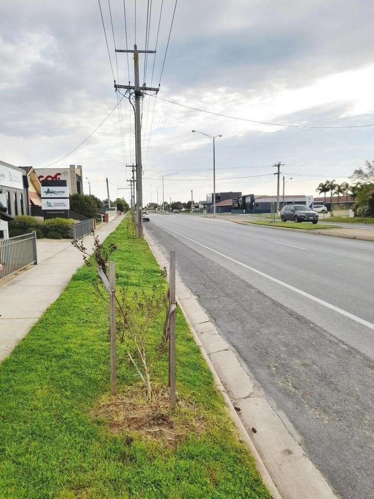 Trees killed, replacements to be caged | Dairy News Australia