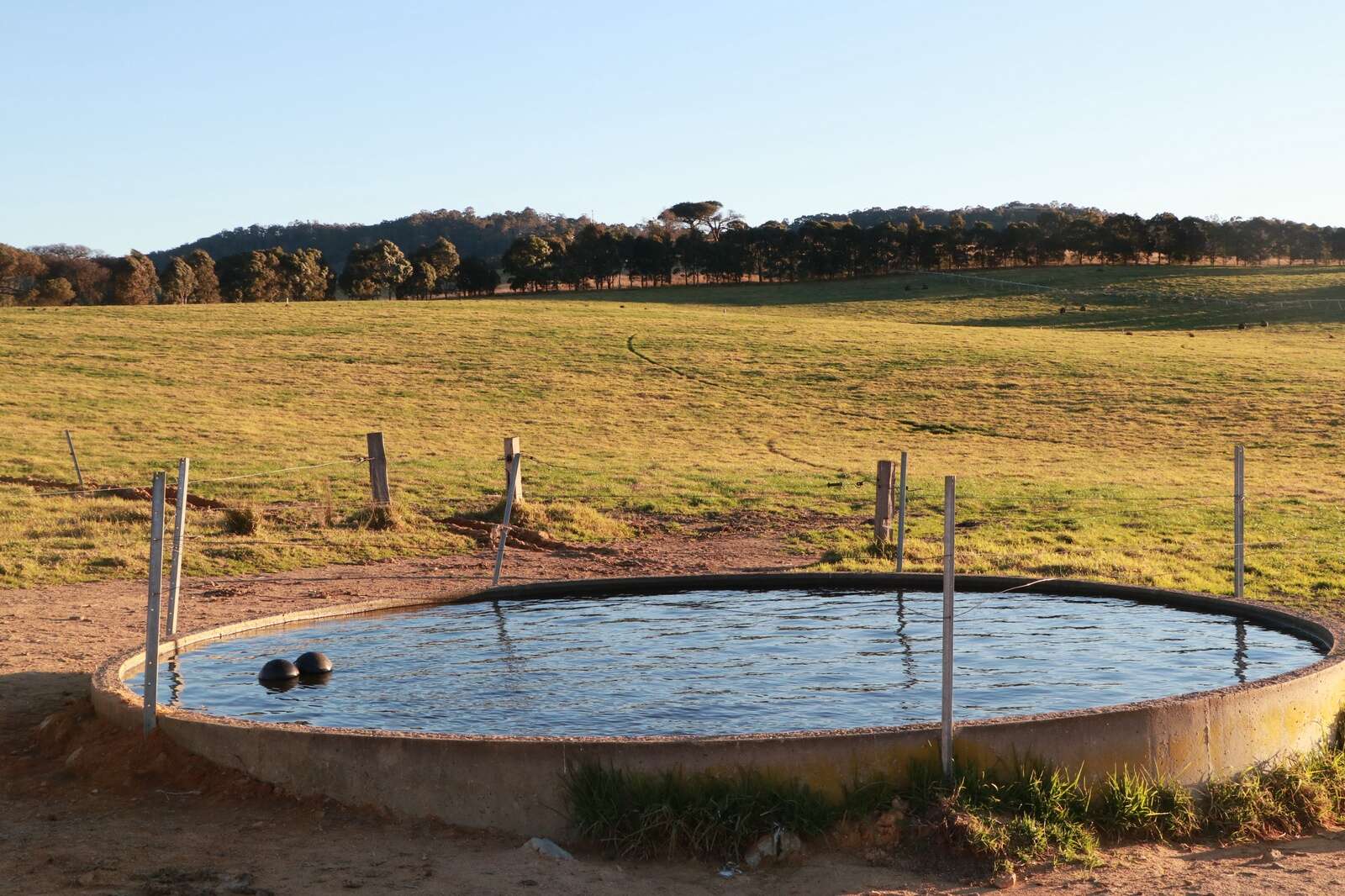 Fresh water fuels healthy cows | Dairy News Australia