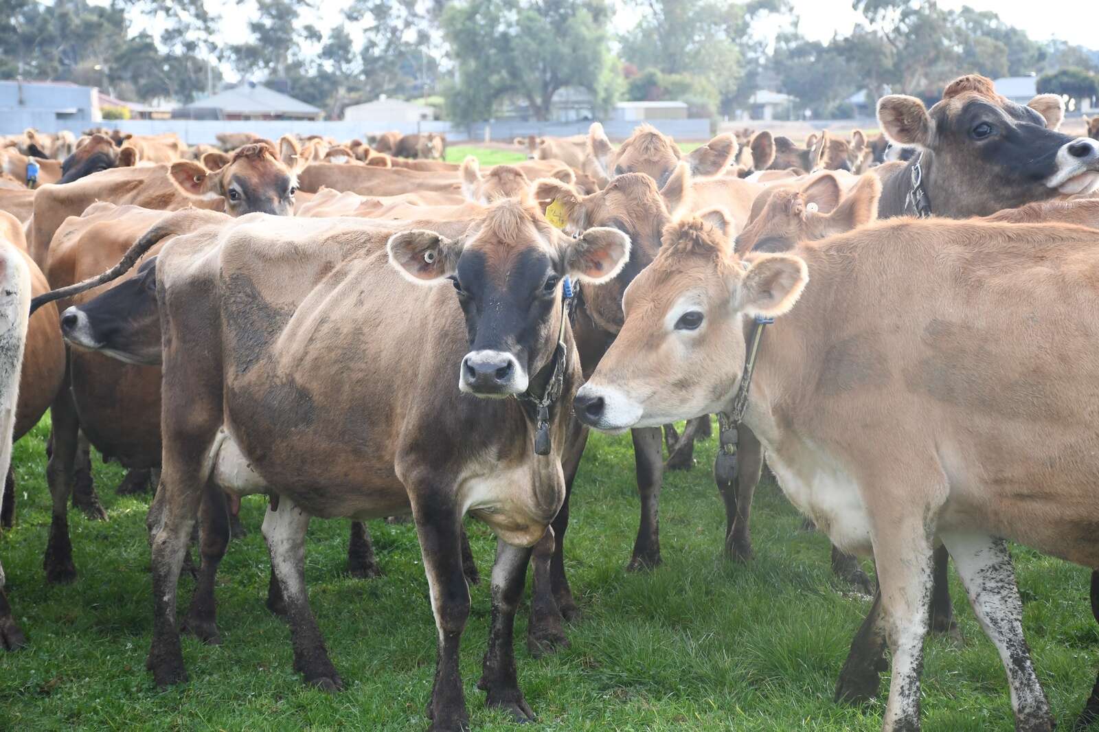 Jersey studs under spotlight | Country News