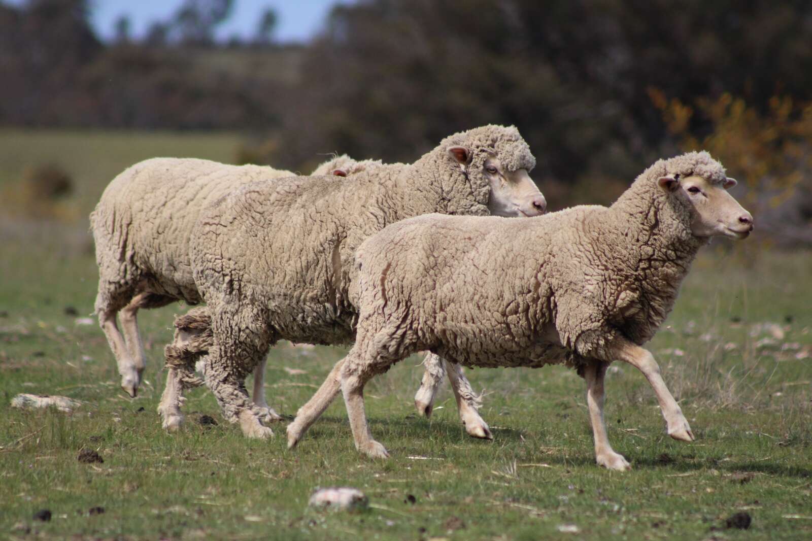 Egg count check vital for sheep health | Country News