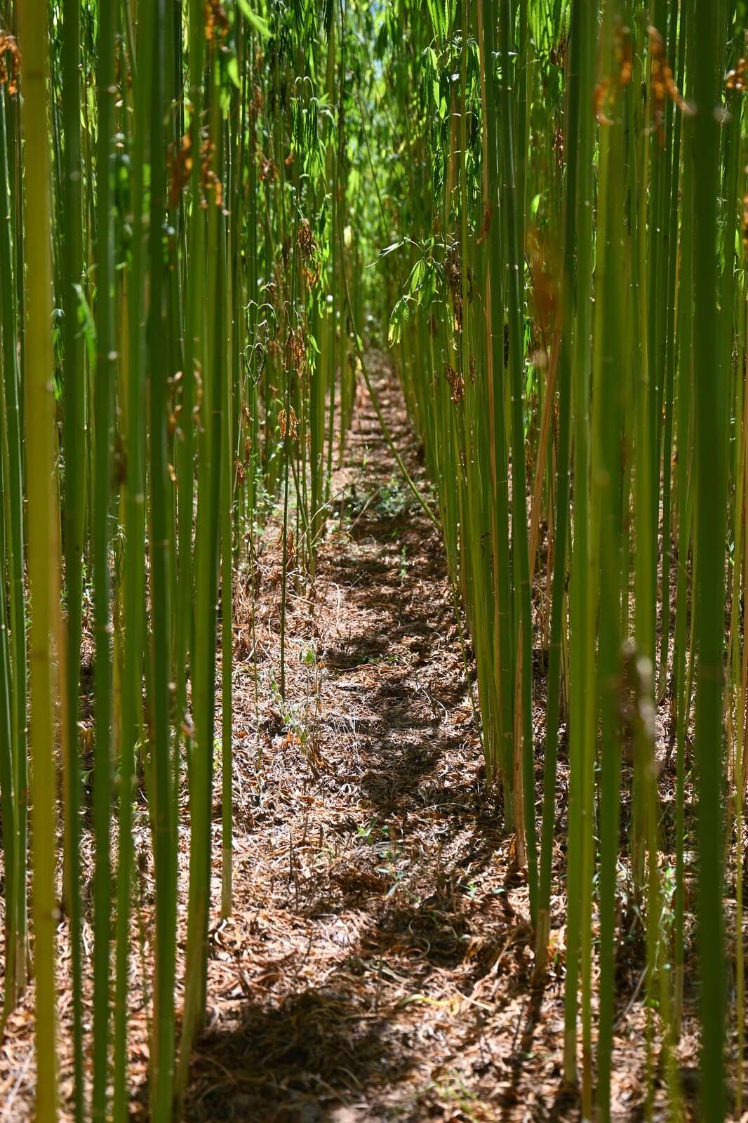 Bill to ease hemp restrictions | Seymour Telegraph