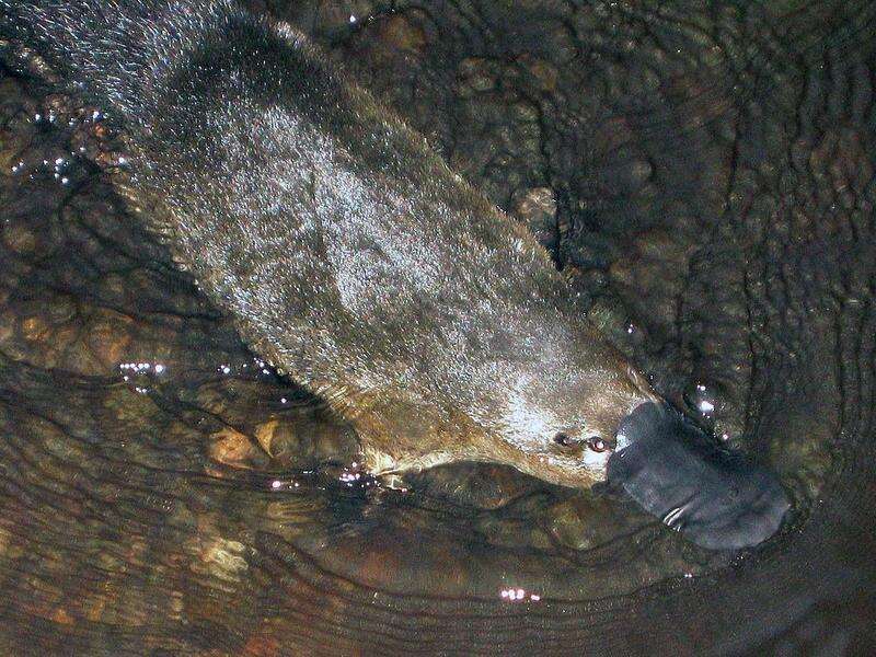 Elusive platypuses detected swimming close to city | Country News