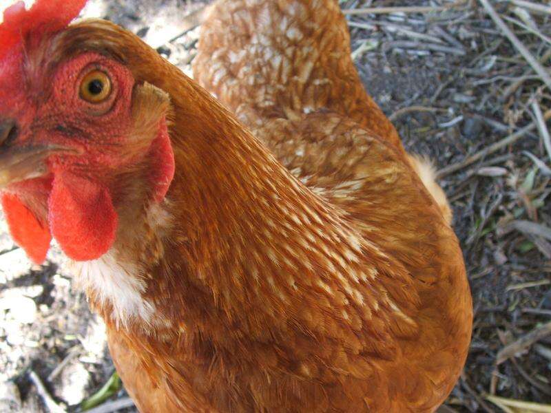 Mass bird-cull ordered to stop flu at second NSW farm | Country News